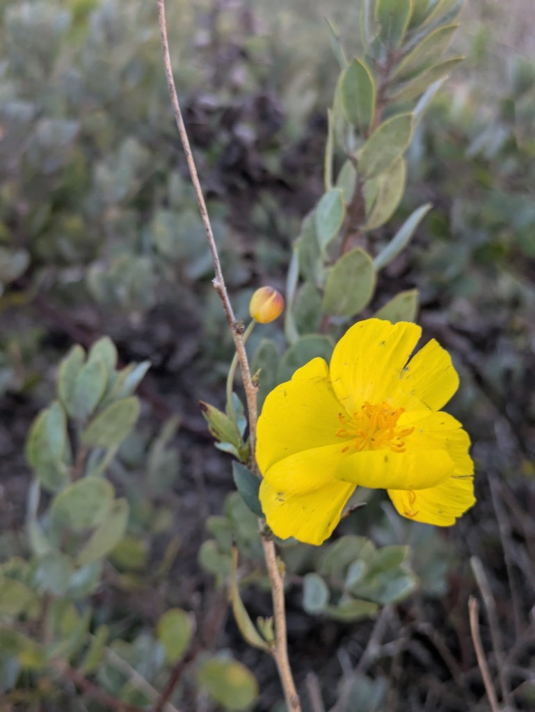 Bush Poppy from Scotts Valley, CA 95060, USA on March 15, 2025 at 06:51 ...