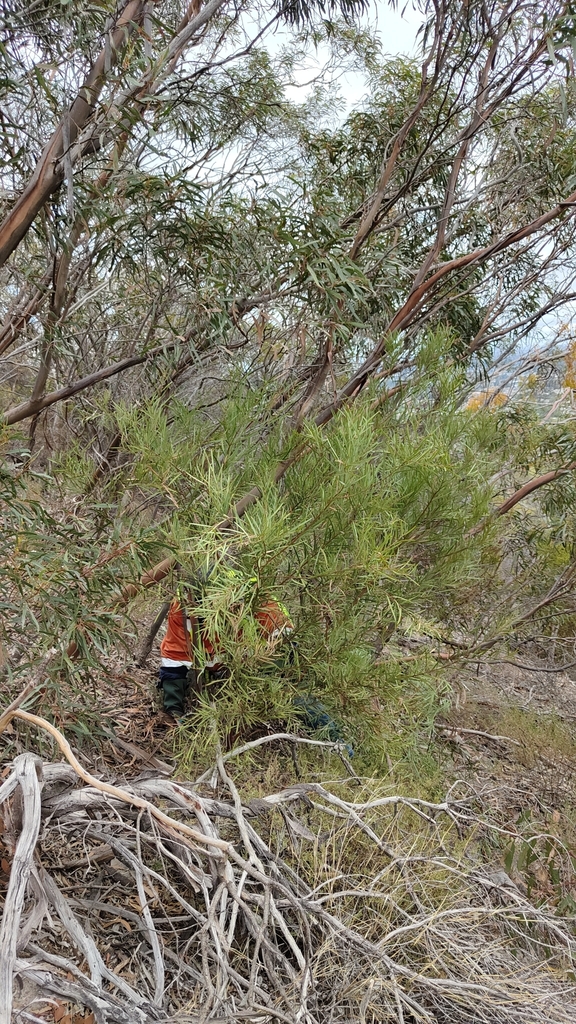 Flinders Range Wattle from Athelstone SA 5076, Australia on March 16 ...