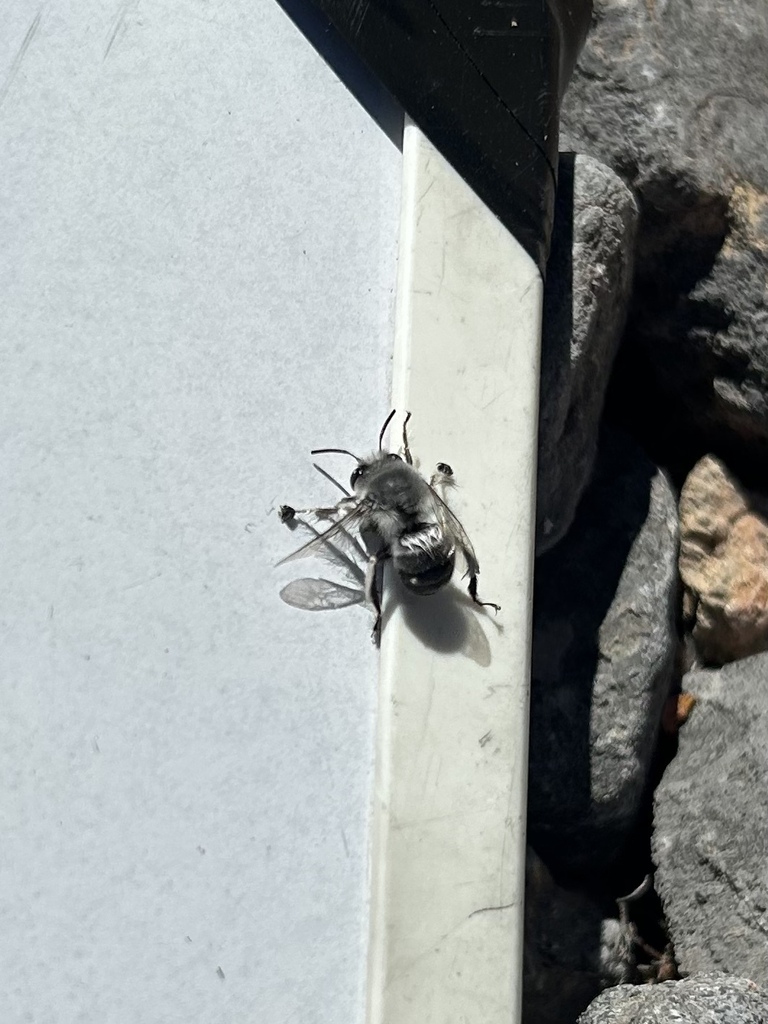 Common Digger Bees from Crystal, NV, US on March 15, 2025 at 01:41 PM ...