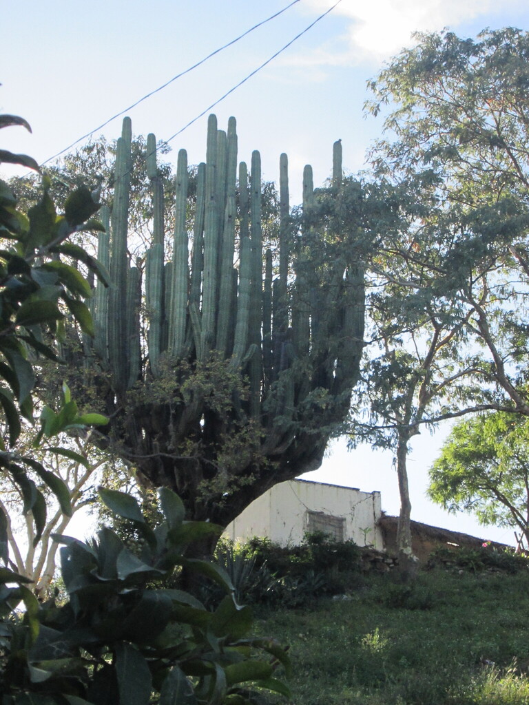 candelabro from San Martín Totoltepec, Pue., México on October 17, 2016 ...
