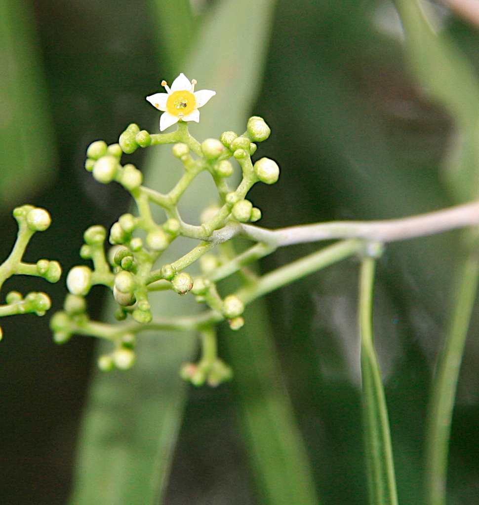 Wilga from Sawn Rocks Track, Narrabri NSW 2390, Australia on August 14 ...
