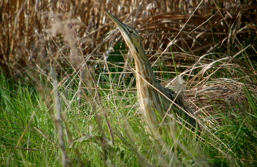 American Bittern from West Alton, MO, USA on April 25, 2013 at 09:45 AM ...