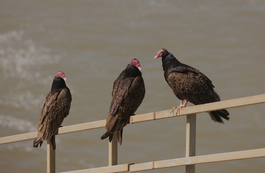 Turkey Vulture from West Point Lake Dam Troup County Georgia USA on ...