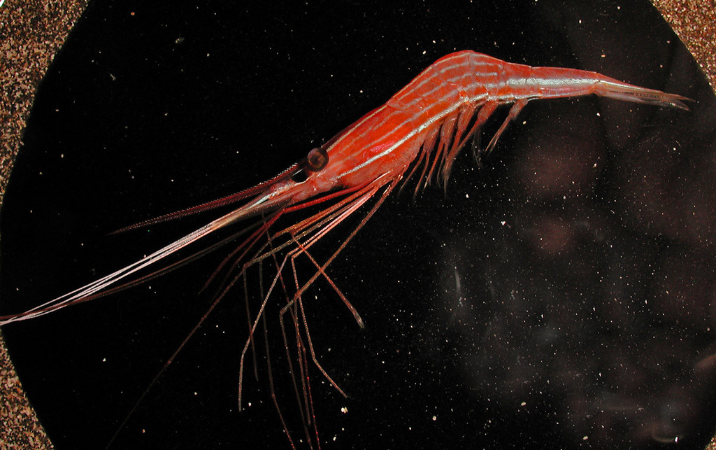Striped soldier shrimp from French Frigate Shoals, Hawaii, USA on ...