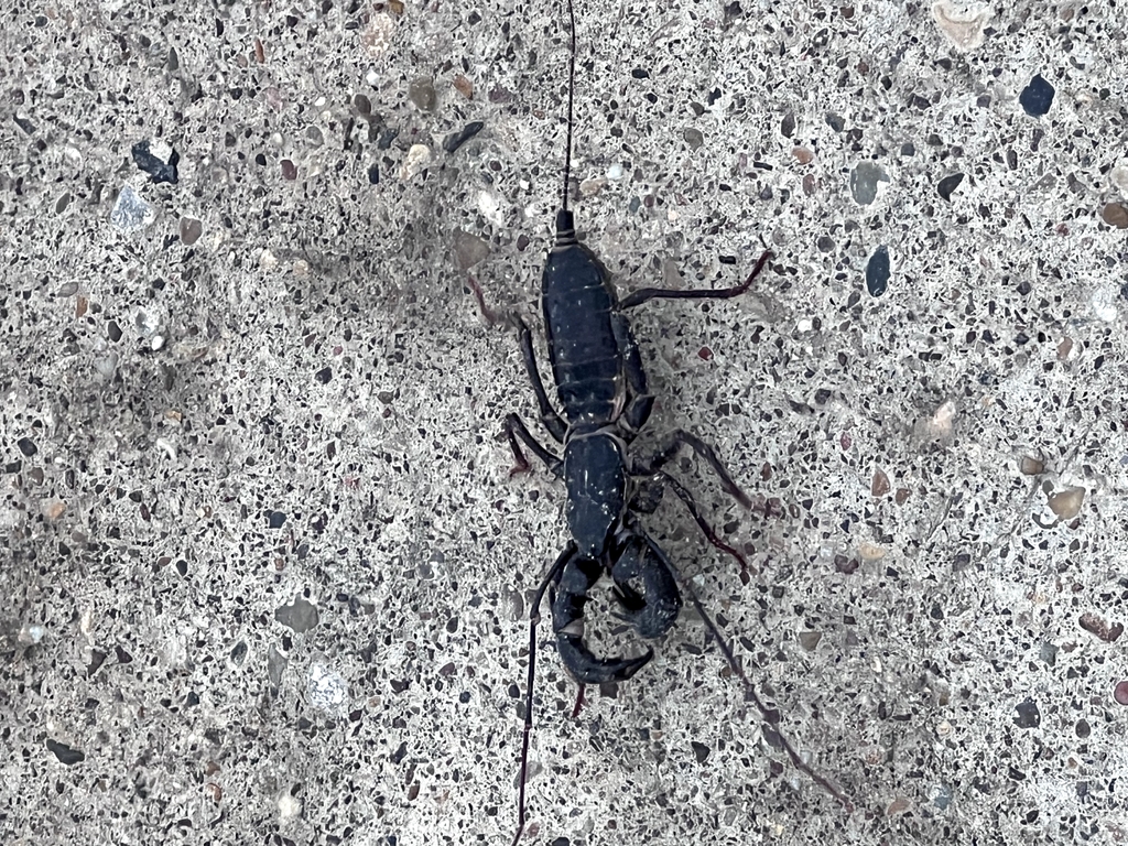 Giant Vinegaroon from Fort Stockton, TX 79735, USA on September 2, 2024 at 07:59 AM by ...