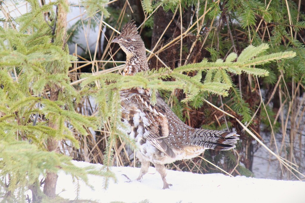 Ruffed Grouse from Chippewa County, MI, USA on March 15, 2025 at 11:58 ...