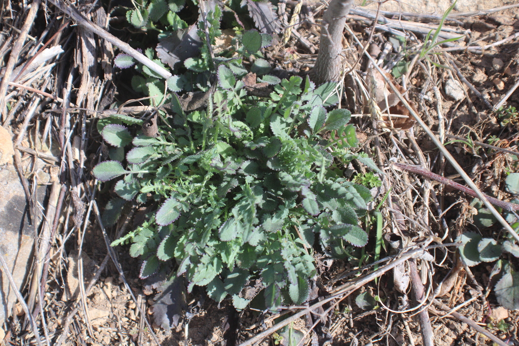 Prairie Groundsel in March 2025 by Dakota Parish · iNaturalist