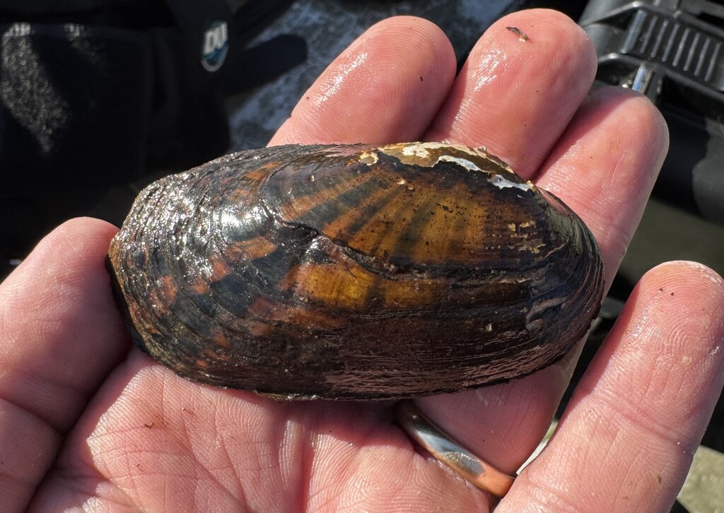 Painted Creekshell from Tennessee River near Pride Landing, Colbert ...