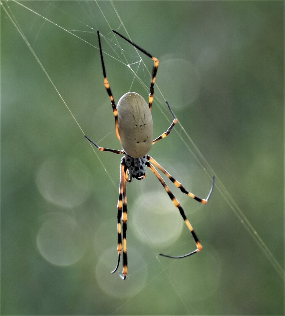 Tiger Spider from Darwin NT, Australia on January 16, 2023 at 07:38 AM ...