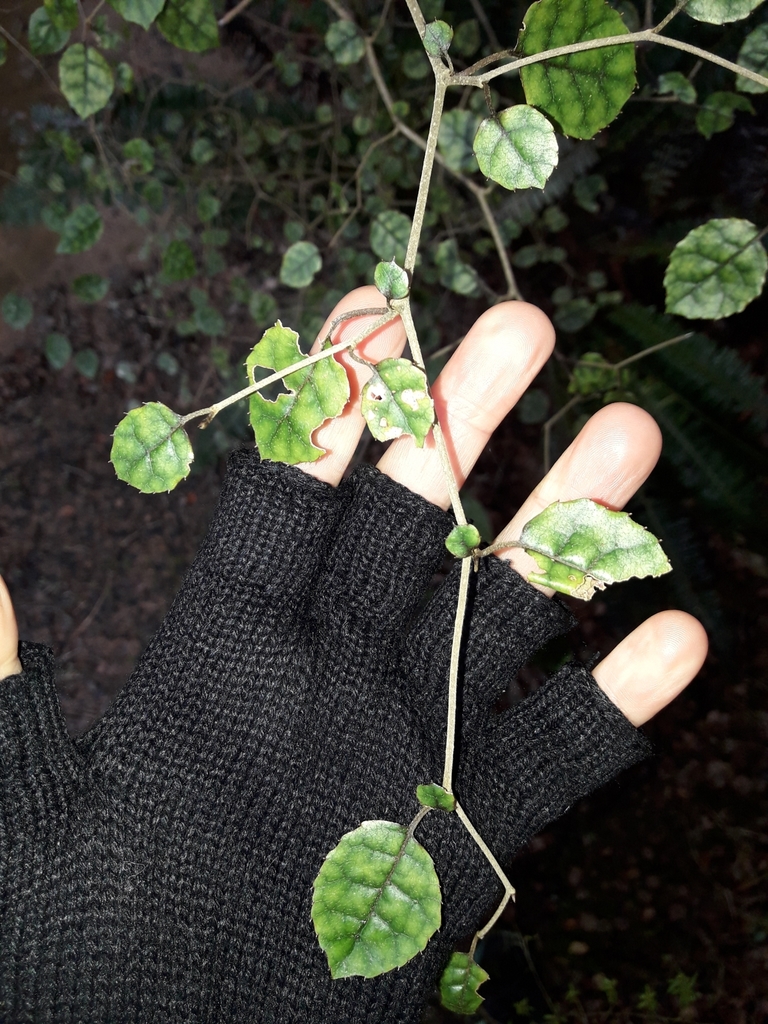Marble leaf from Wainuiomata, Lower Hutt 5014, New Zealand on August 10 ...