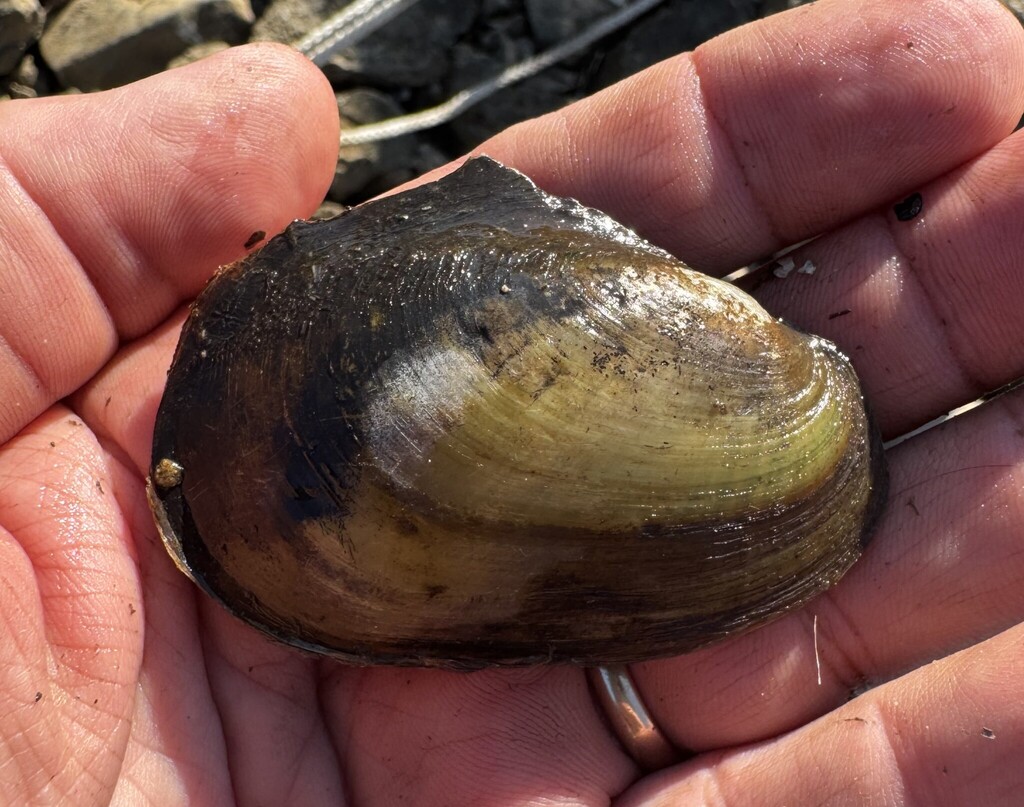Fragile Papershell from Tennessee River near Pride Landing, Colbert ...
