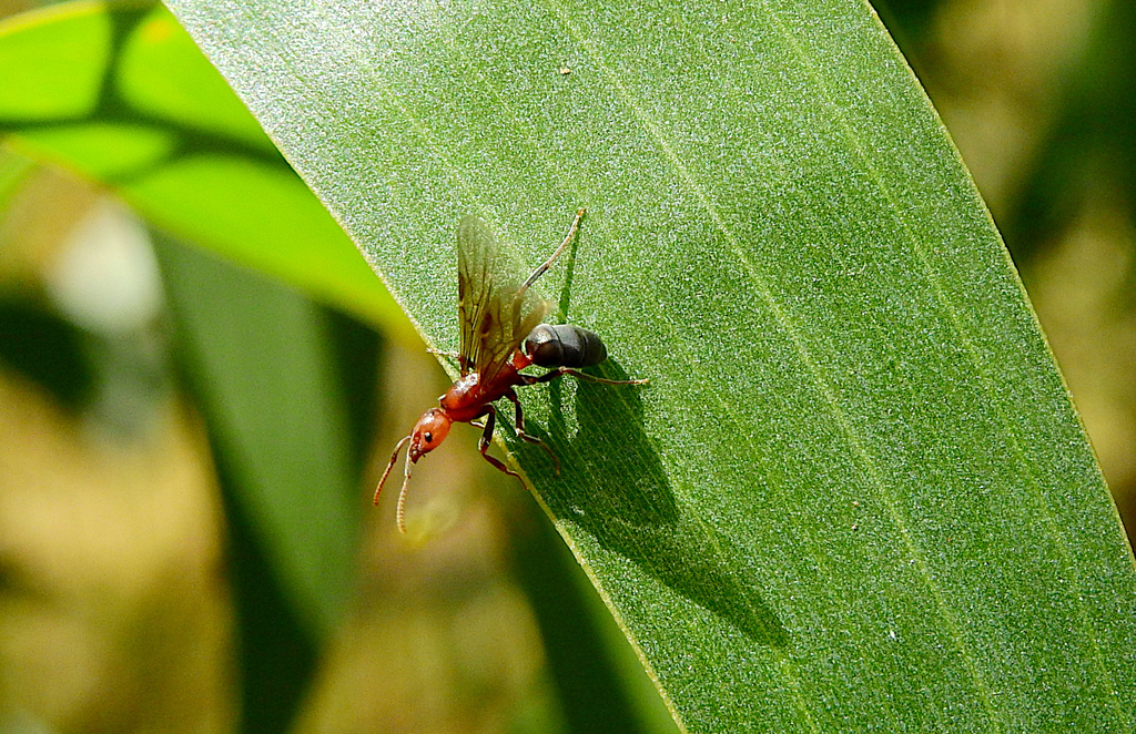 Papyrius nitidus from Kobble Creek QLD 4520, Australia on March 16 ...