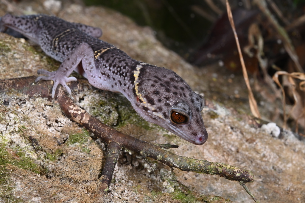 Cave Geckos in March 2025 by KrabX · iNaturalist