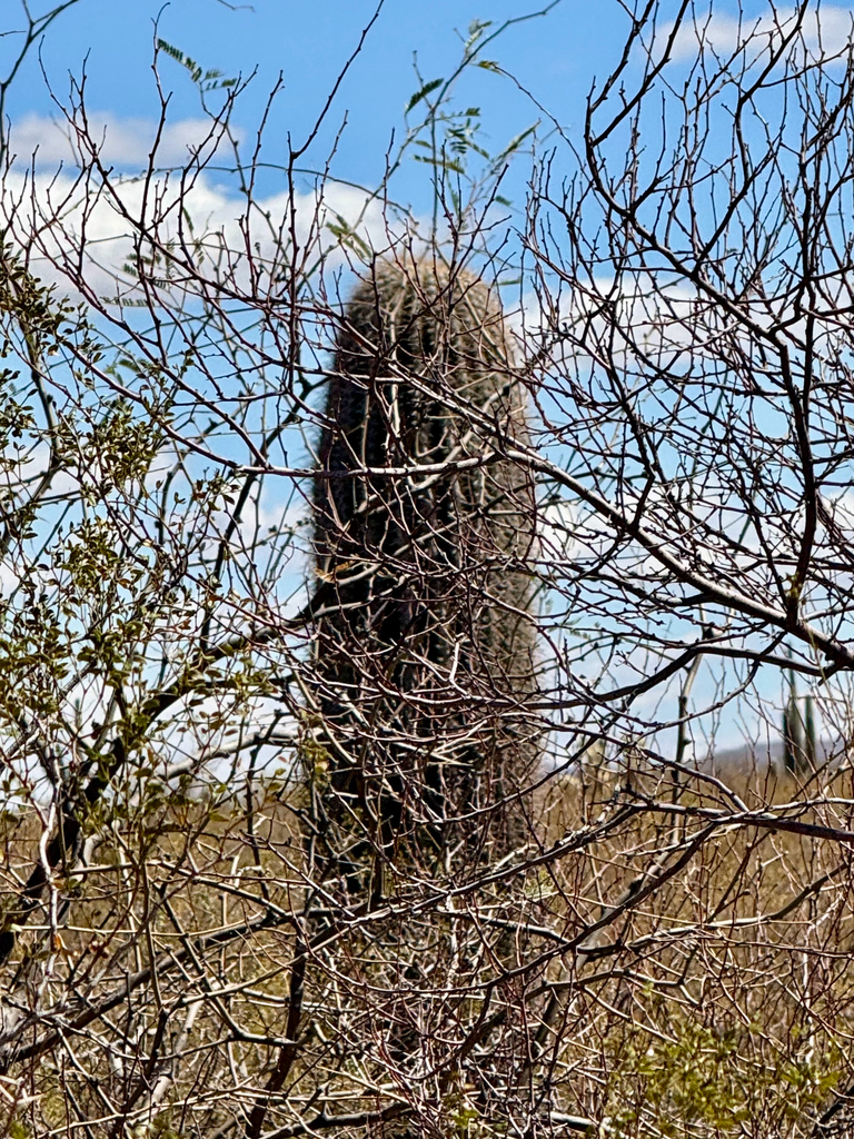 saguaro from S Kolb Rd, Sahuarita, AZ, US on March 8, 2025 at 12:19 PM ...