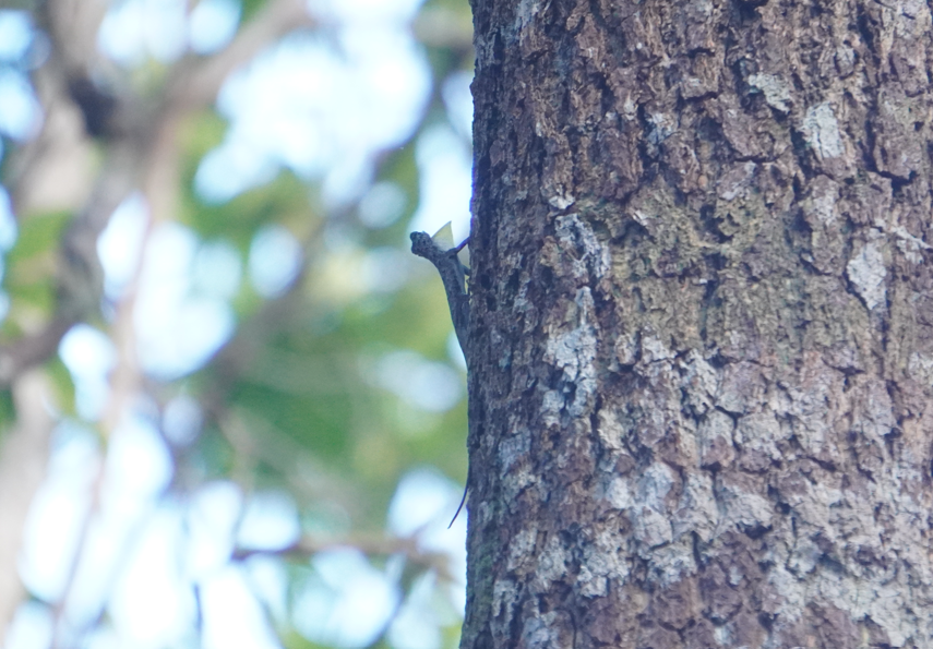 Sumatran Flying Dragon from Jl. Peramun, Air Selumar, Sijuk, Kabupaten ...
