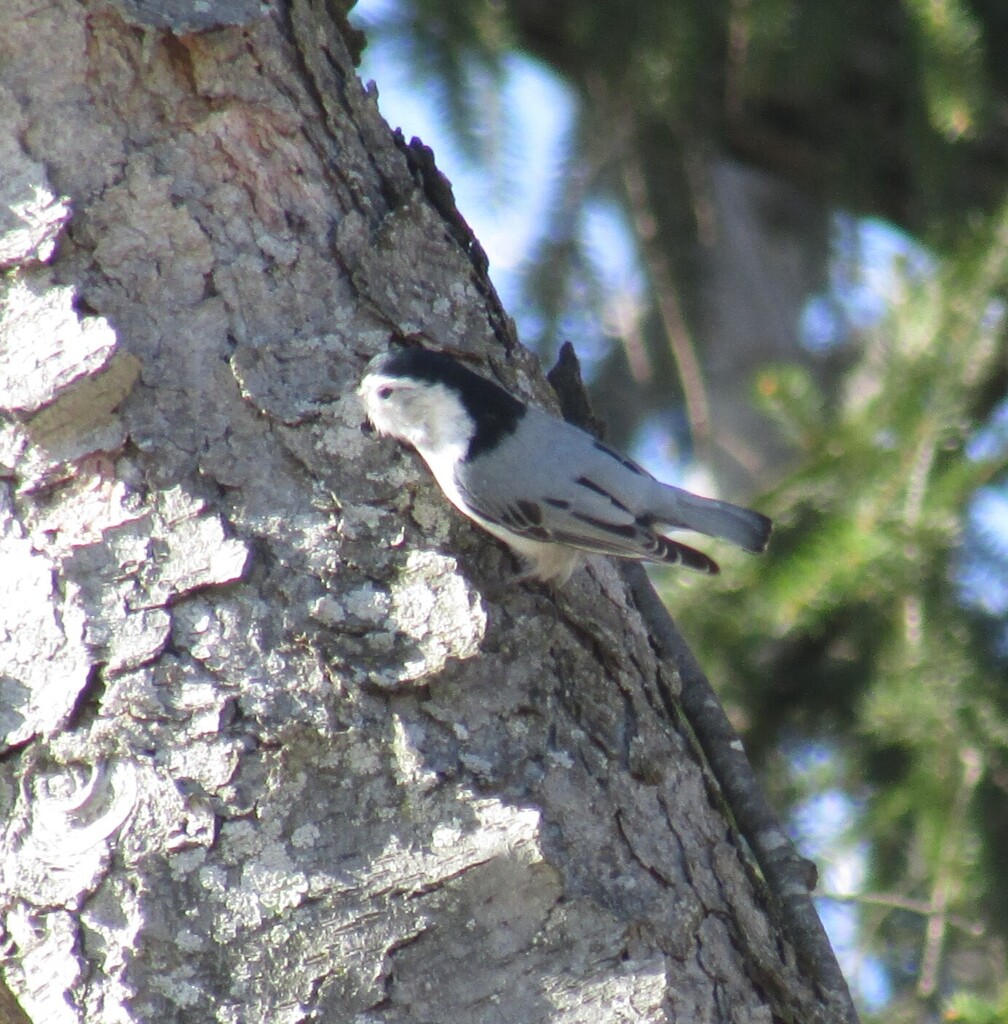 White-breasted Nuthatch from Stark County, OH, USA on March 13, 2025 at ...