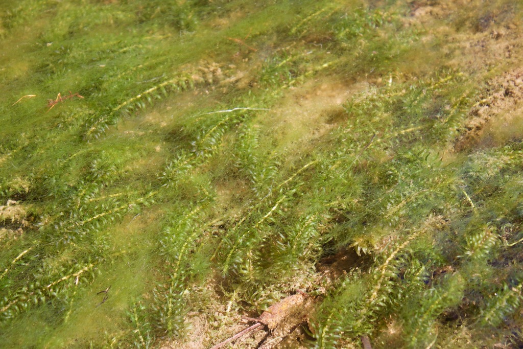 Brazilian elodea (Elodea densa) - Botanical Realm