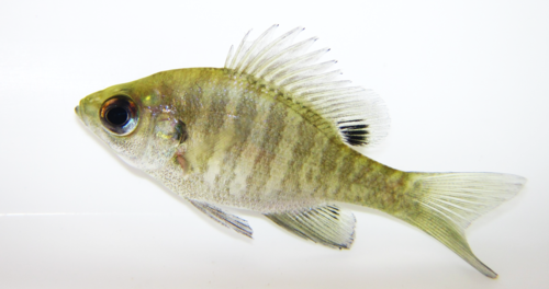 Bluegill (Florida Wildlife) · iNaturalist