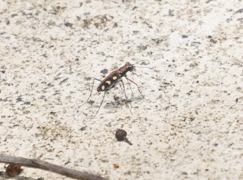 Golden-spotted Tiger Beetle from Belitung Regency, Bangka Belitung ...