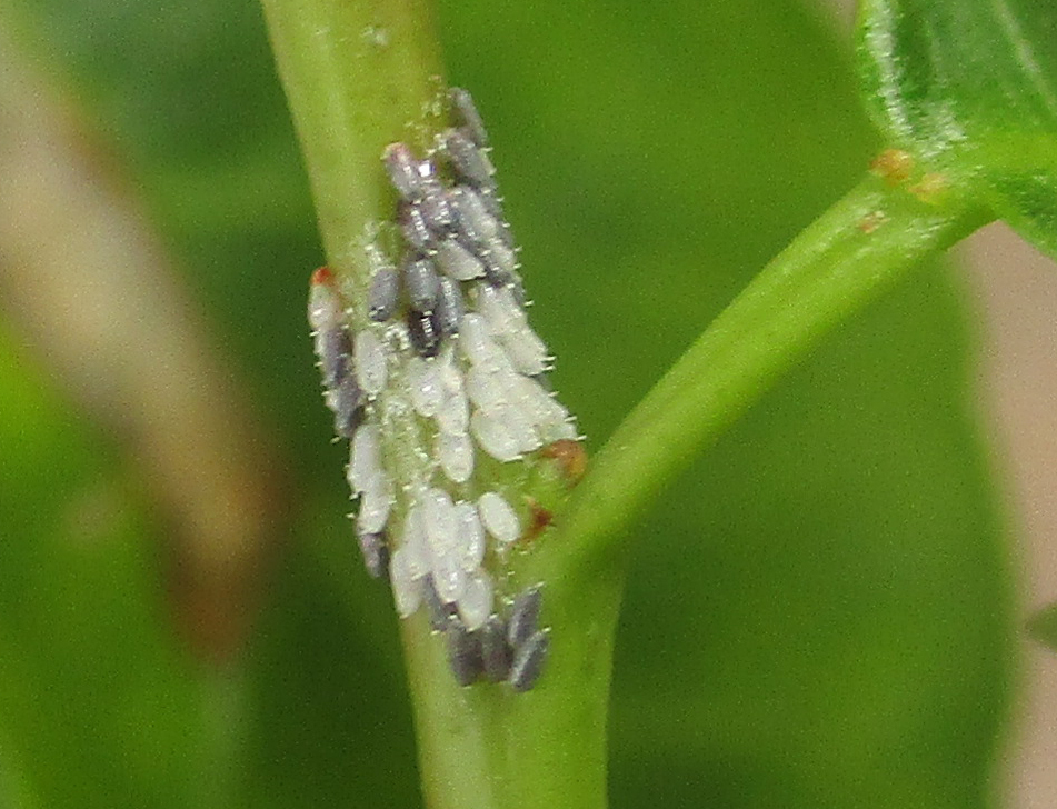 Insects from Serowe Botswana on March 15, 2025 by Botswanabugs. on stem ...