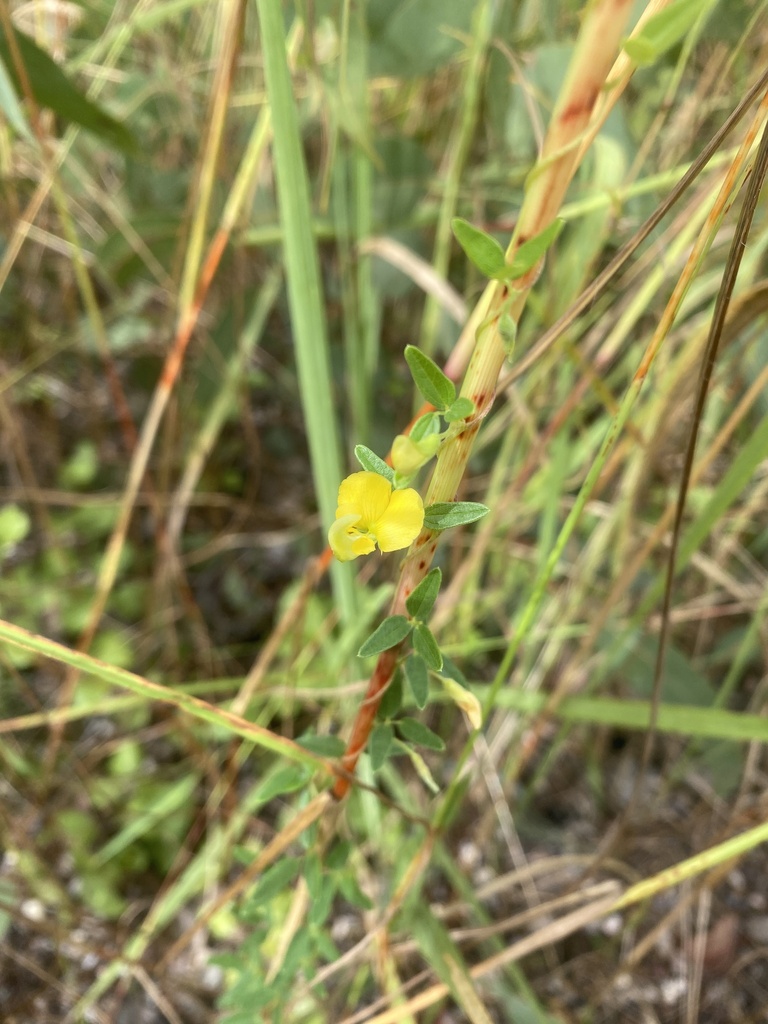 (Dunbaria debilis) - Botanical Realm