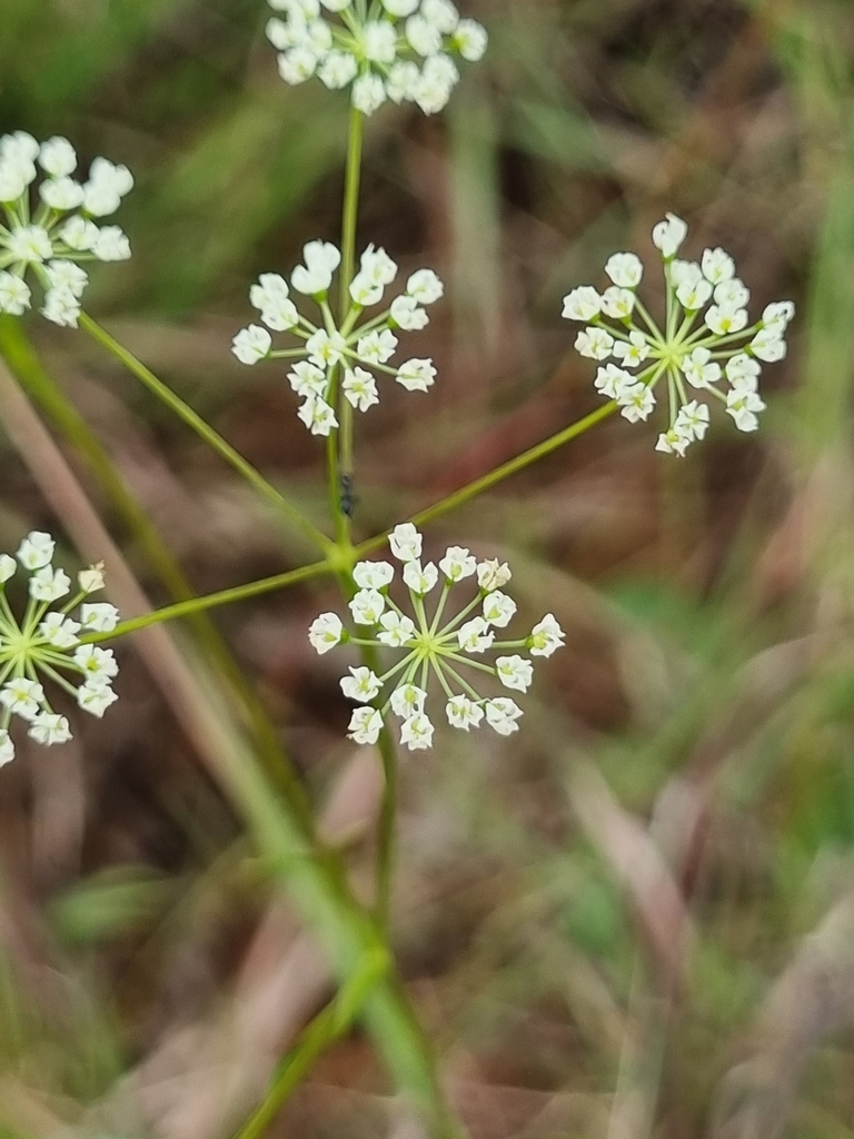 Highveld Anise from Umjindi, South Africa on March 15, 2025 at 09:44 AM ...