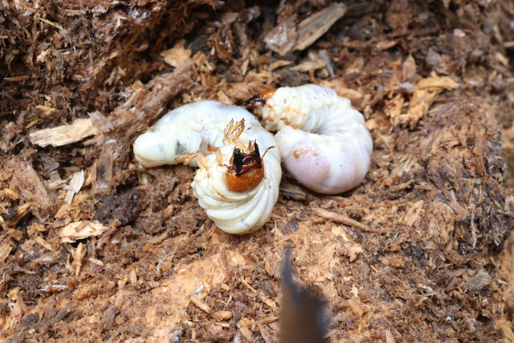 Titan Stag Beetle from Bogor Regency, West Java, 인도네시아 on February 23 ...