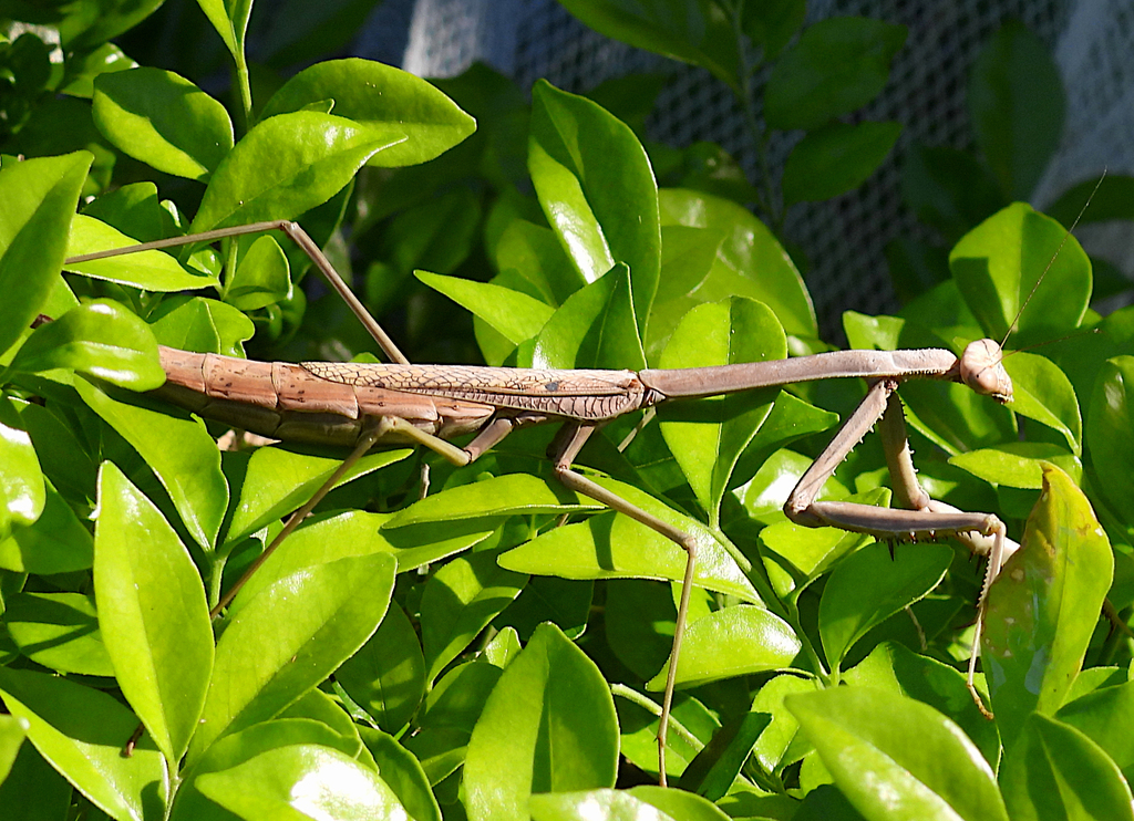 Australian Stick Mantis in March 2025 by cirolana · iNaturalist