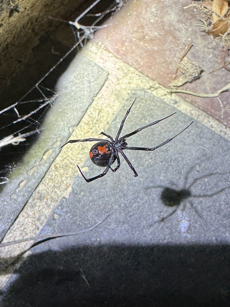 Redback Spider in January 2025 by RikeF · iNaturalist