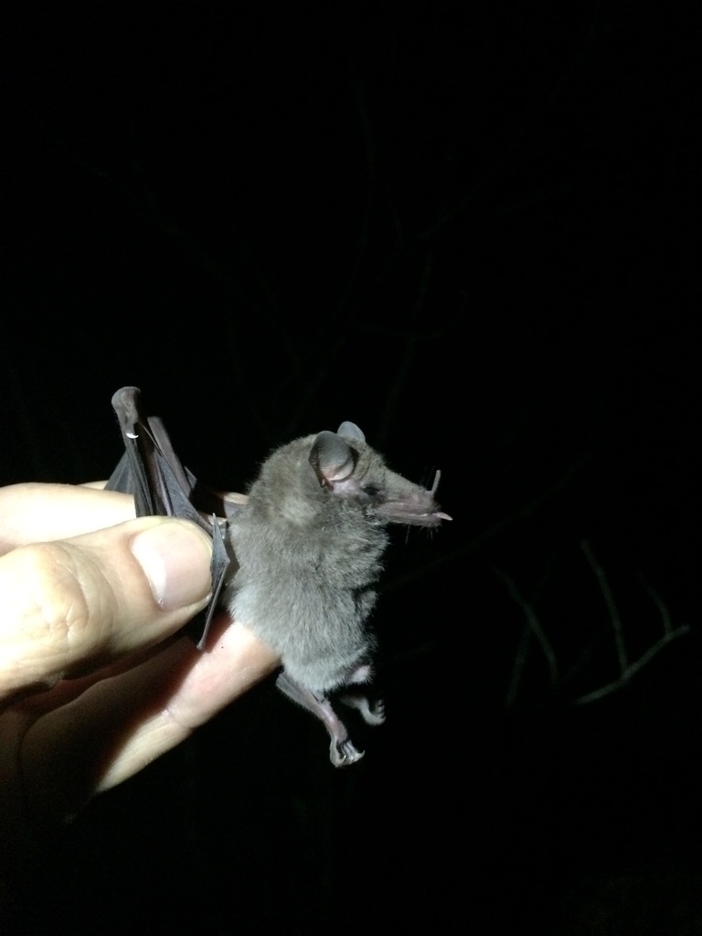 Vieira's Long-tongued Bat from Lajes - Río Grande del Norte, Brasil on ...