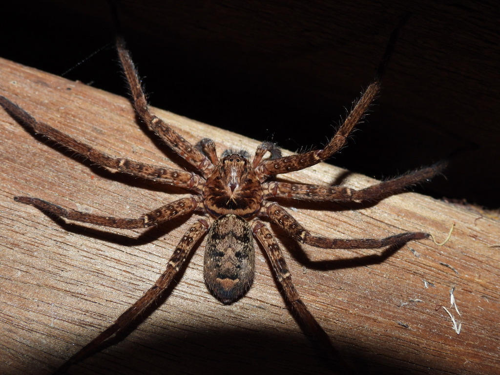 Giant Huntsman Spiders from Coomba Park NSW 2428, Australia on March 16 ...