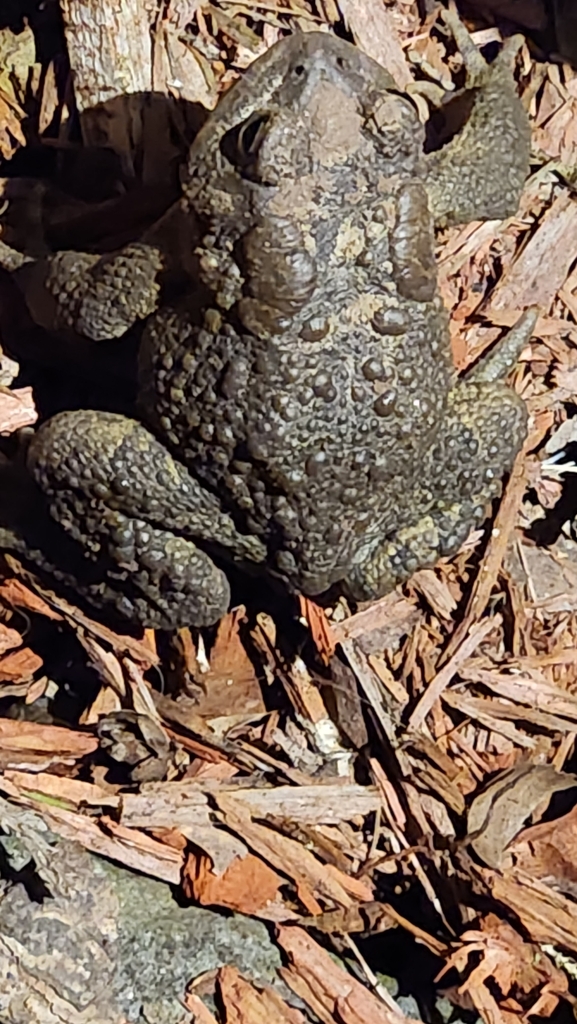 American Toad from Ilchester, MD, USA on March 16, 2025 at 06:25 AM by ...