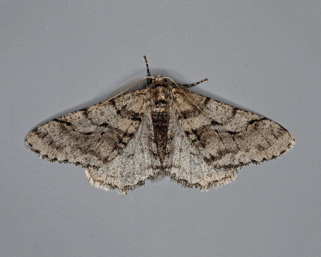 Half-wing Moth from Salem, NH 03079, USA on March 16, 2025 at 04:34 AM ...