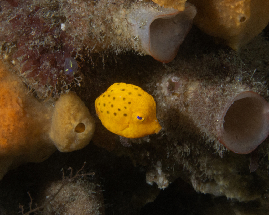 Eastern Smooth Boxfish from Port Stephens, NSW, Australia on March 15 ...