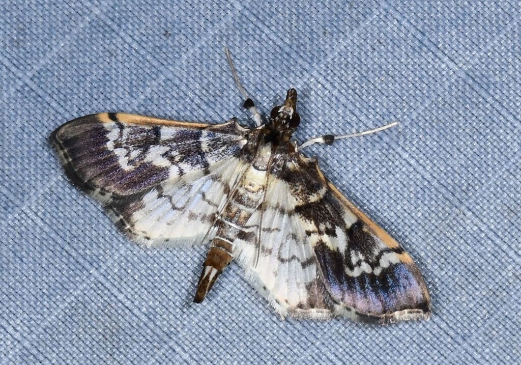 Crambid Snout Moths from Mount Totumas Cloud Forest, Nueva California ...