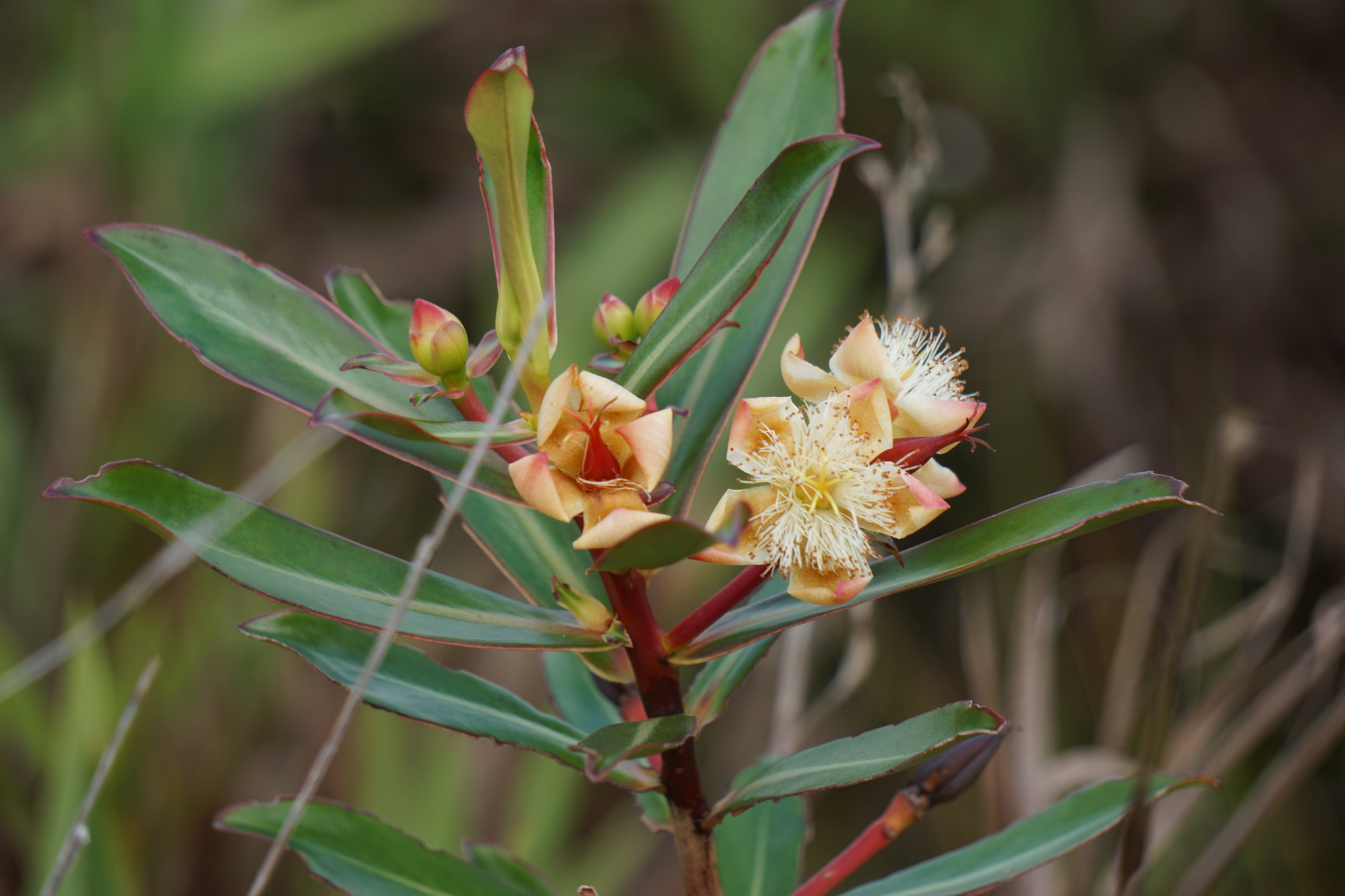 Ploiarium alternifolium (Vahl) Melch.
