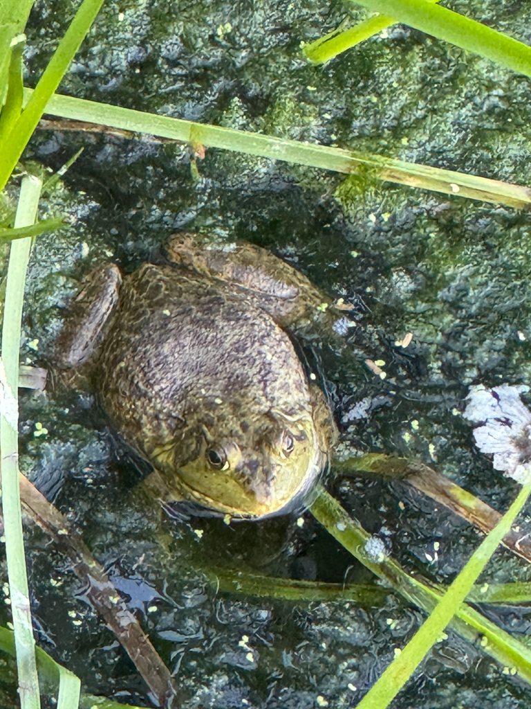 American Bullfrog from W Sweetwater Dr, Tucson, AZ, US on March 15 ...