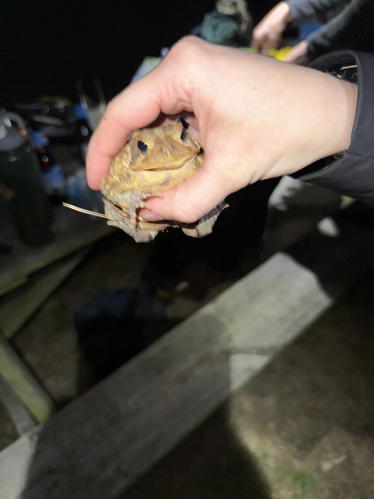 American Toad from Daniel Boone National Forest, Slade, KY, US on March ...