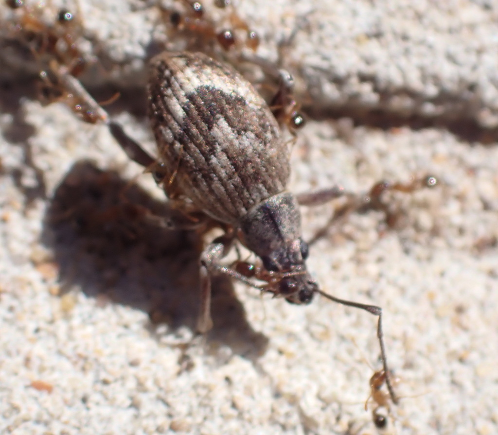 Broad-nosed Weevils from Brenton, Garden Route District Municipality ...