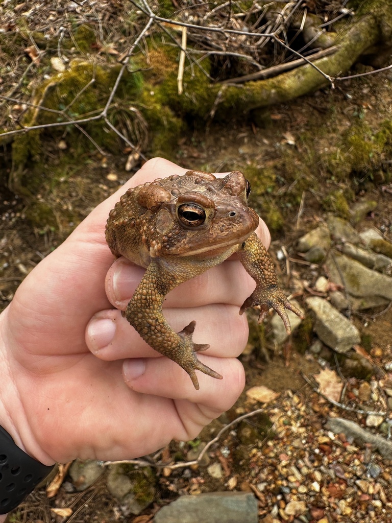 American Toad from Cherokee National Forest, Old Fort, TN, US on March ...