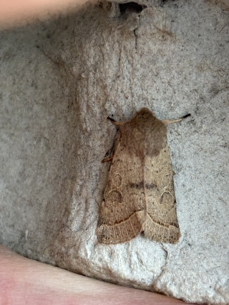 Common Quaker from Cornwall AONB, Penzance, England, GB on March 16 ...