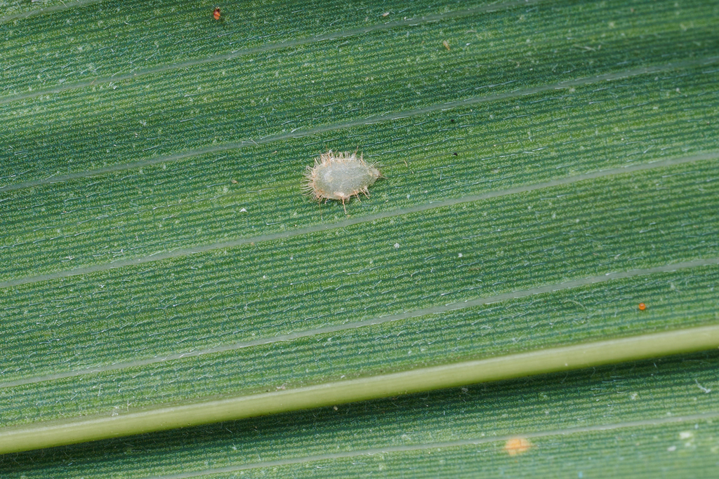 Pit Scales from 中国浙江省杭州市西湖区 on December 2, 2024 at 11:49 AM by Li ...