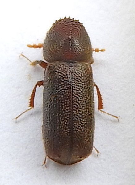 Prostephanus punctatus from Berks County, PA, USA on April 13, 2023 at ...