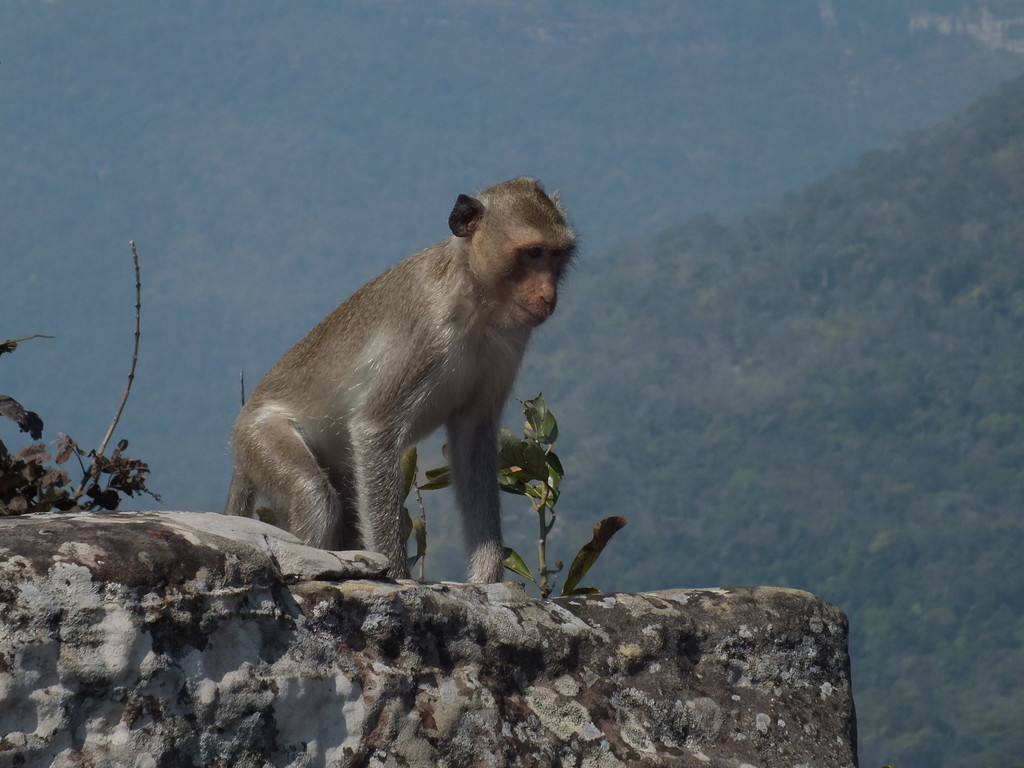 Common Long-tailed Macaque (Macaca fascicularis fascicularis) - Know ...