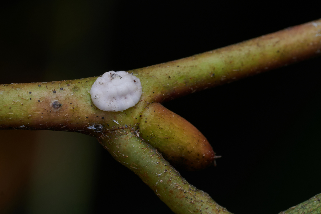 Wax Scales from 中国浙江省杭州市西湖区 on November 12, 2024 at 01:35 PM by Li ...
