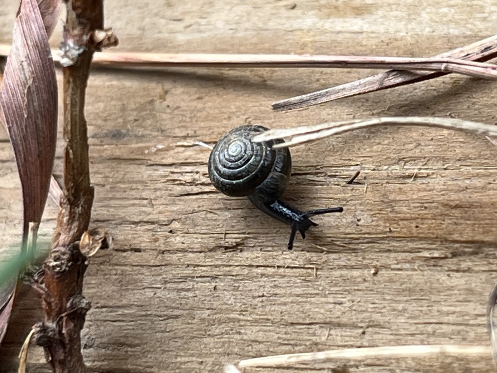 Common Land Snails and Slugs in March 2025 by awolff2 · iNaturalist