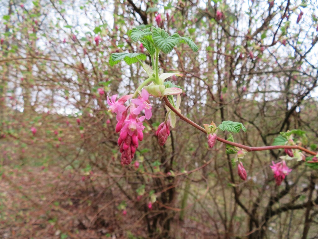 Red-flowering Currant from SouthTyne Trail (from railway) Alston CA9 ...