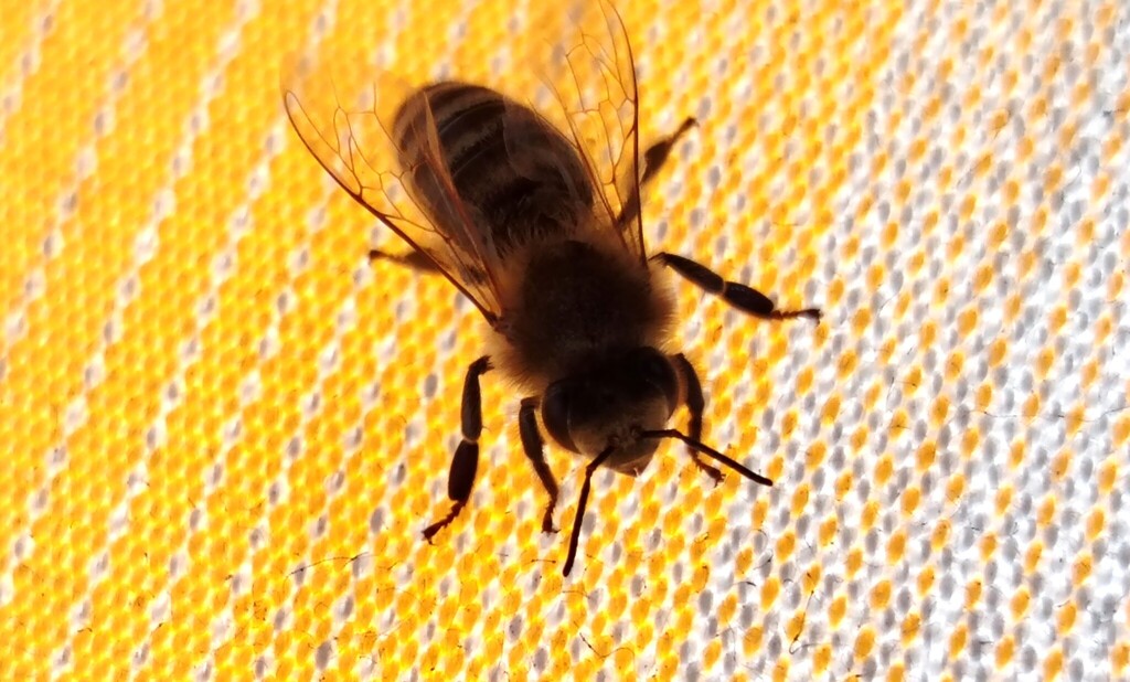 Western Honey Bee from 39012 Sinich, Autonomous Province of Bolzano ...