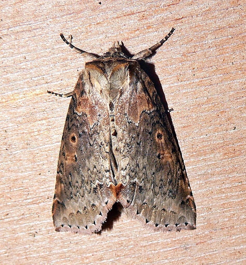 Tufted Thyatirine Moth (Lepidoptera of Sibley Farm (Worcester Co., MA ...