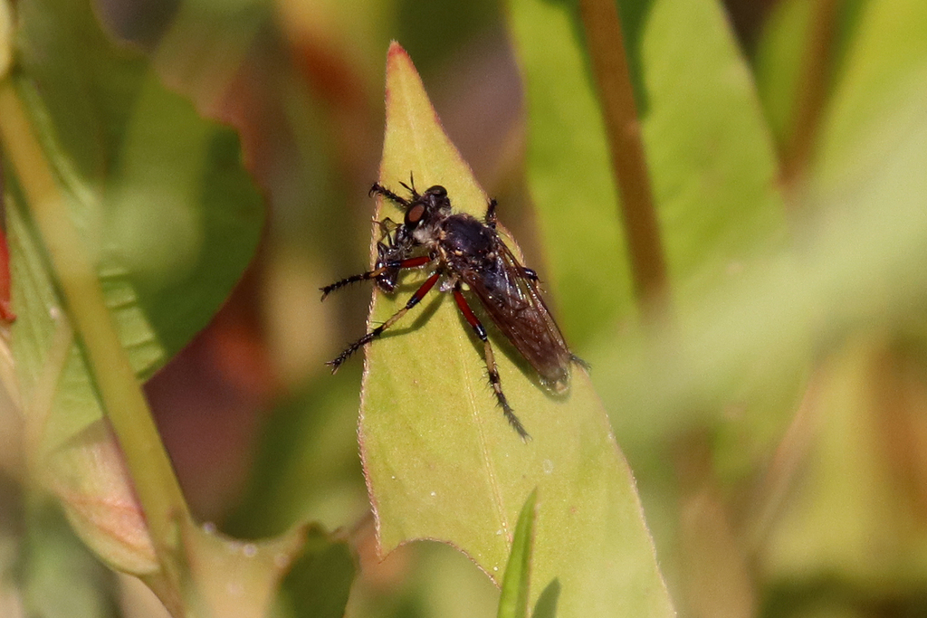 Thereutria amaraca from Murrays Corner, Paddys River ACT 2620 ...
